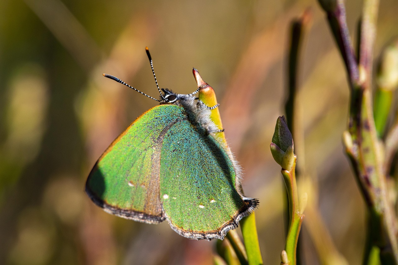Vert Hairstreak Callophrys Rubi - Photo gratuite sur Pixabay - Pixabay