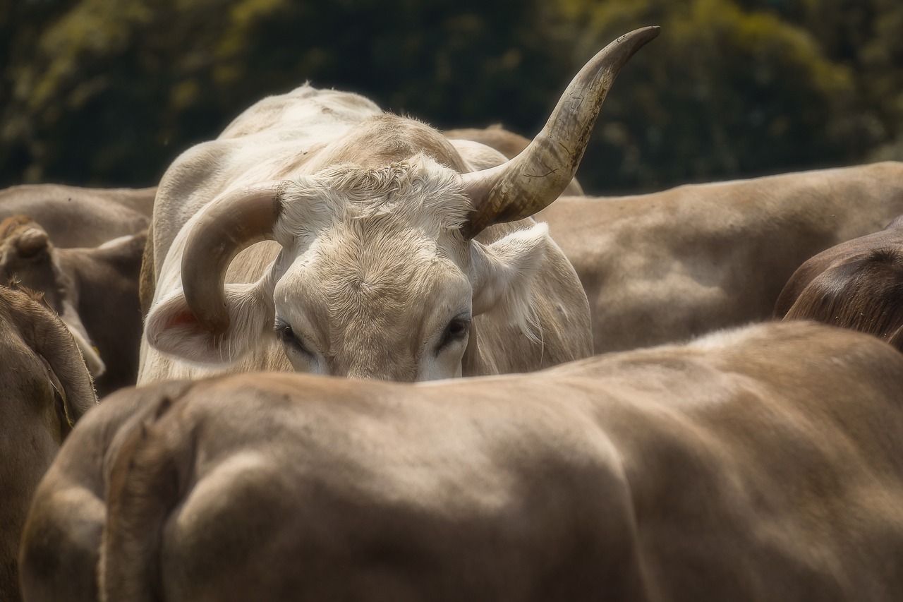 1,000+ Free Bovino & Cow Images - Pixabay