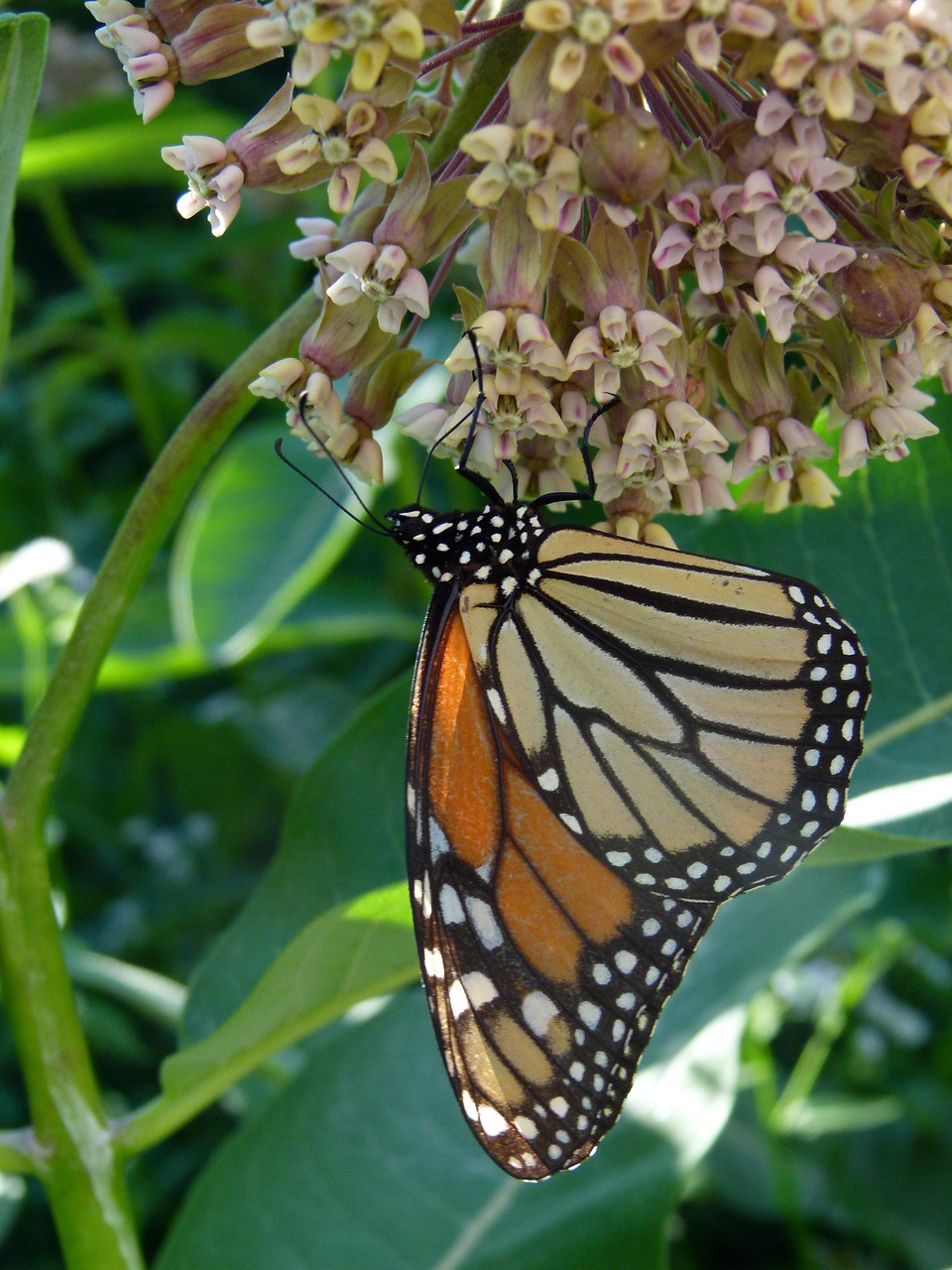 Milkweed Butterfly Monarch - Free photo on Pixabay - Pixabay