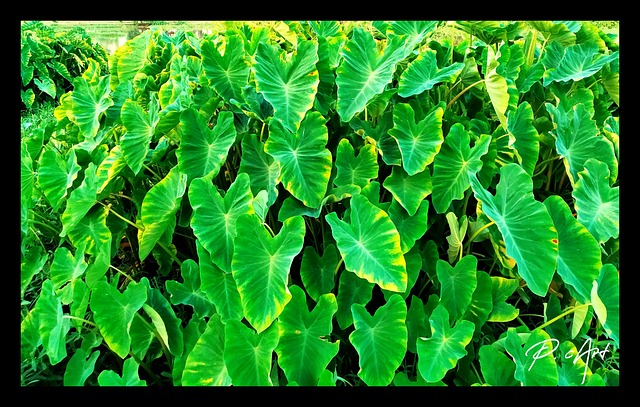 Outdoor And Indoor Taro Plants Its - Free photo on Pixabay - Pixabay