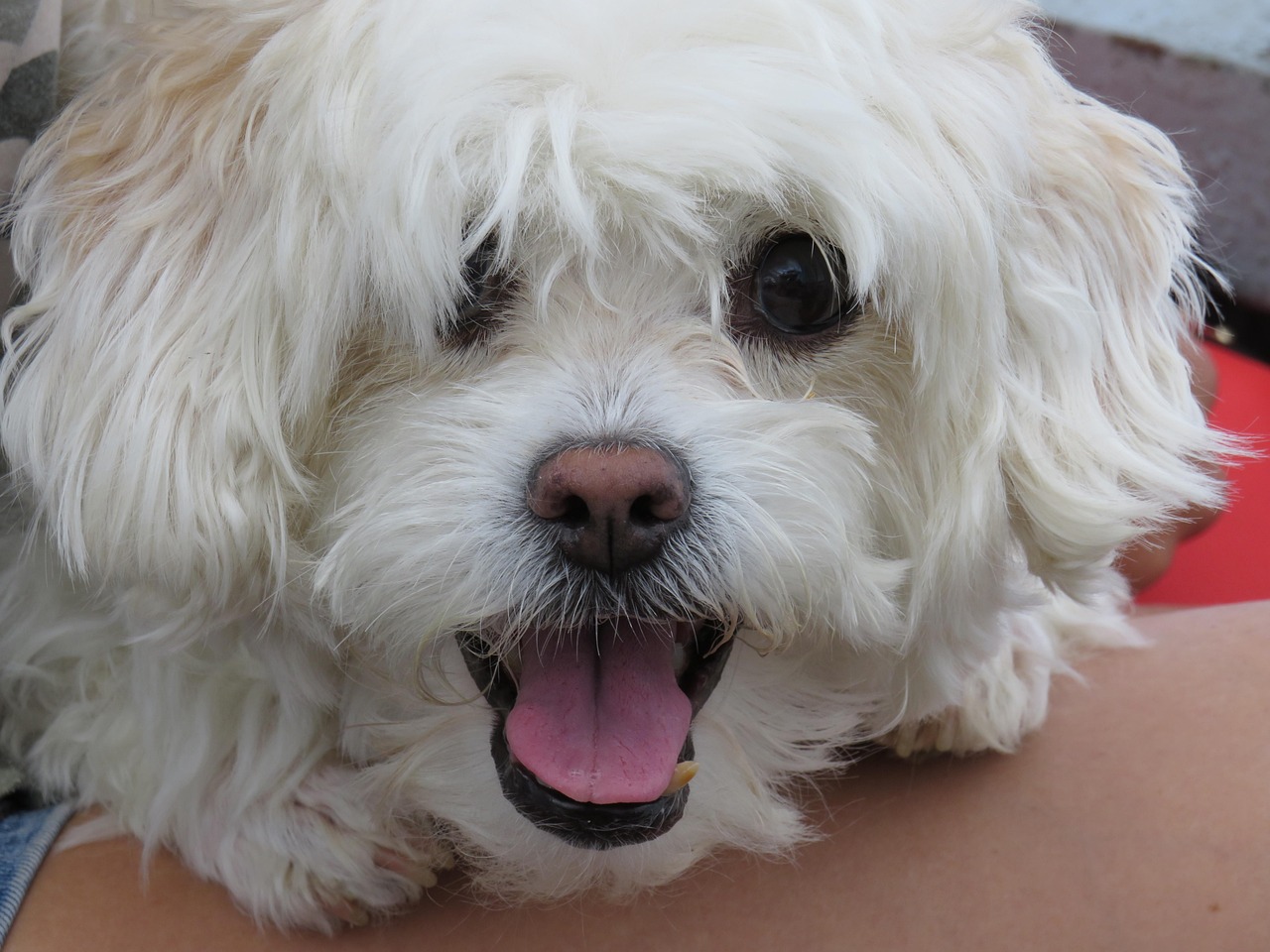 Anjing Piaraan Sukacita - Foto gratis di Pixabay - Pixabay