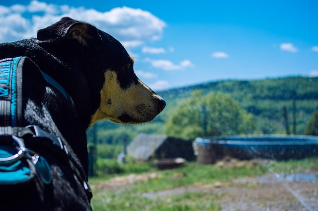 Dog Amstaff American Staffordshire - Free photo on Pixabay - Pixabay