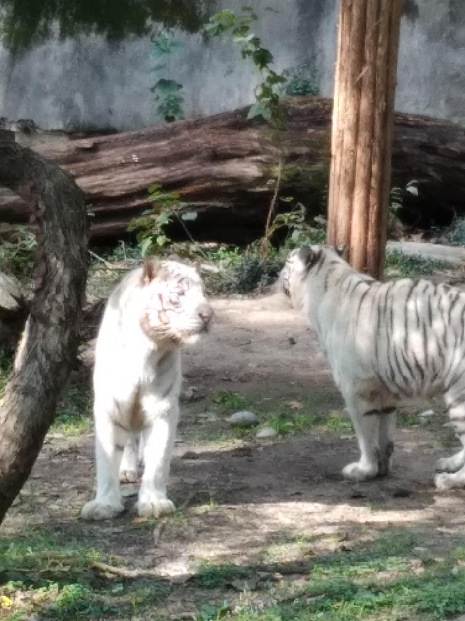 Tiger Two Tigers - Free photo on Pixabay - Pixabay