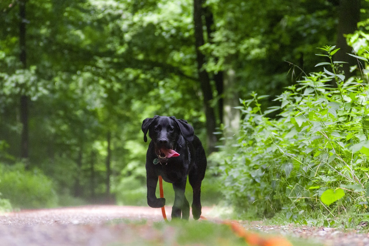 Dog Black Labrador - Free photo on Pixabay - Pixabay