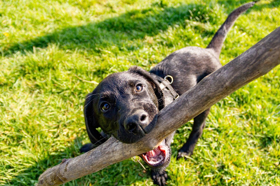 Perro Labrador Negro - Foto gratis en Pixabay