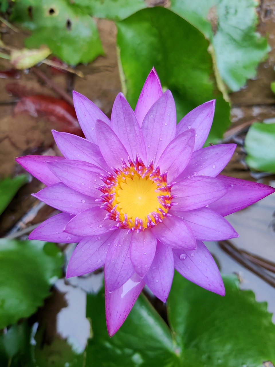 40,000 + 무료 Sri Lanka Blue Water Lily & 자연 이미지 - Pixabay