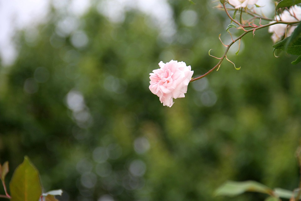 Rosa Fleur Photo Gratuite Sur Pixabay Pixabay