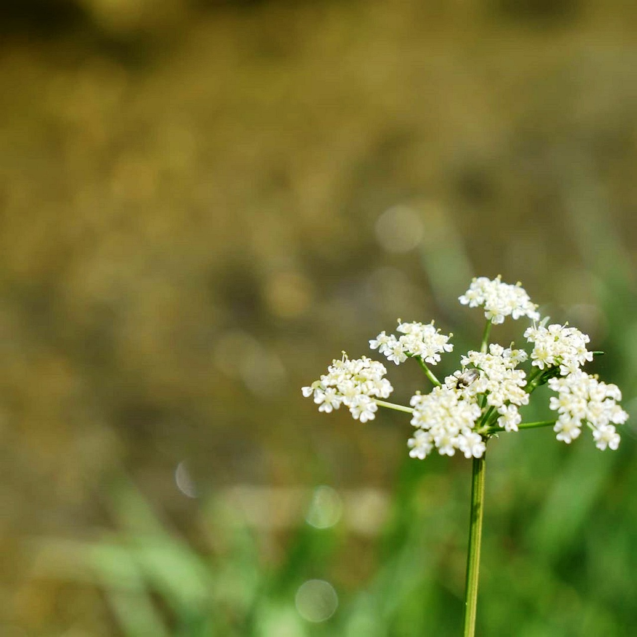 Plants Green Grass - Free photo on Pixabay - Pixabay