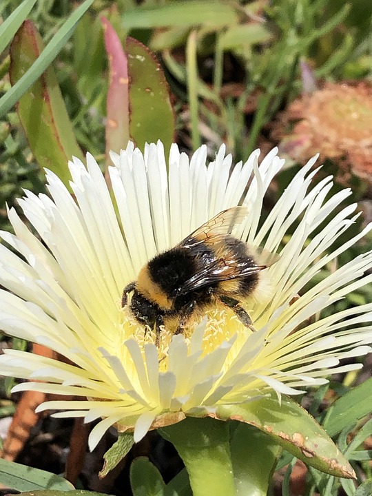 Nature Bumblebee Flower - Free photo on Pixabay