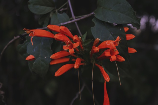 Red Green Nature - Free photo on Pixabay - Pixabay