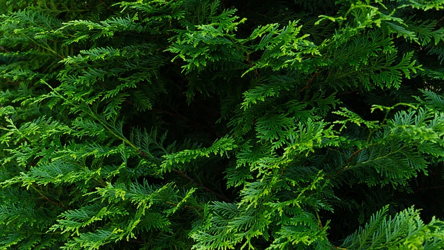 Cedar Evergreen Nature - Free photo on Pixabay - Pixabay