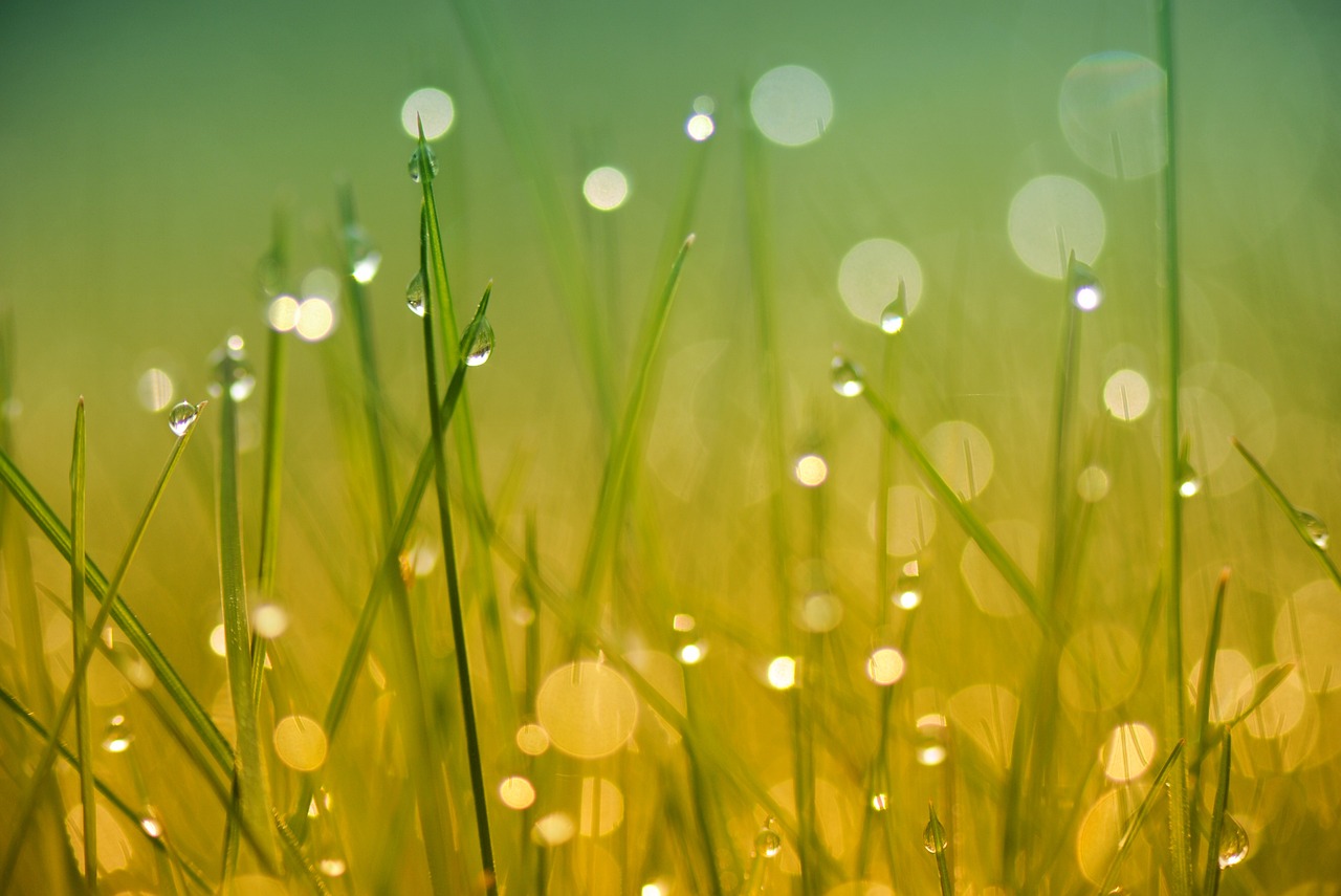 Gras Pflanze Wiese - Kostenloses Foto auf Pixabay - Pixabay