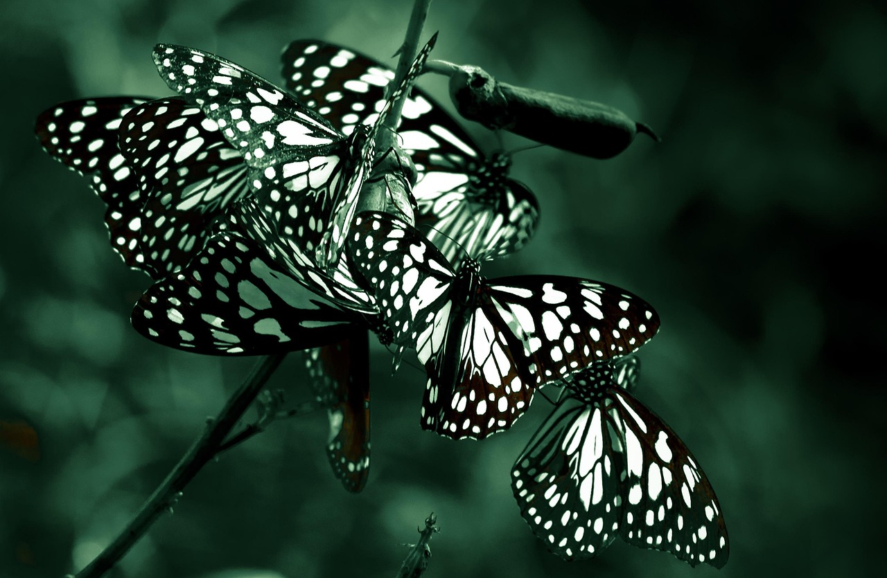 Nature Papillon Insecte - Photo gratuite sur Pixabay - Pixabay