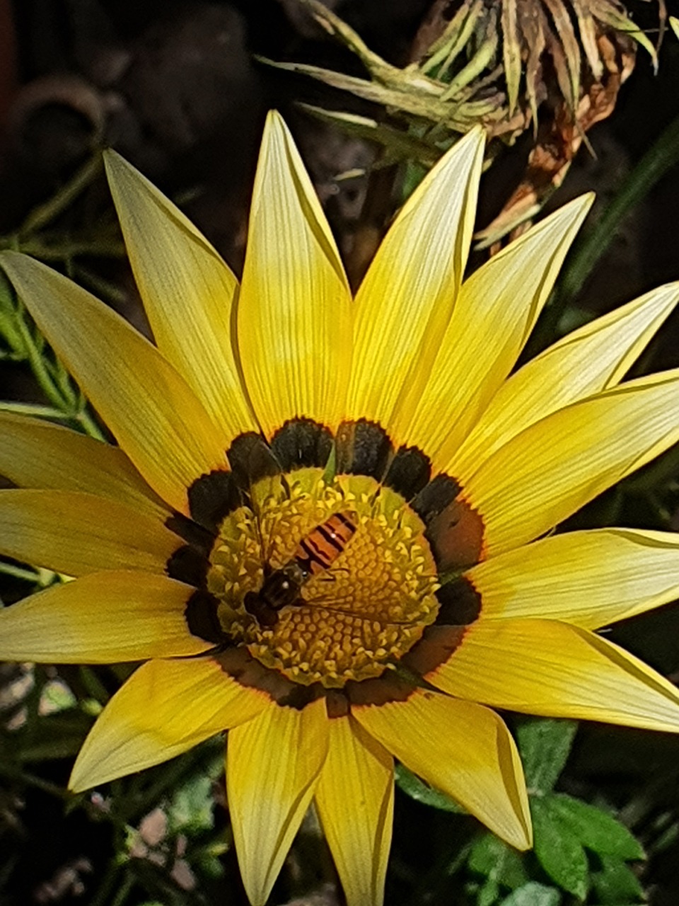 Bunga Lebah Kuning - Foto gratis di Pixabay - Pixabay