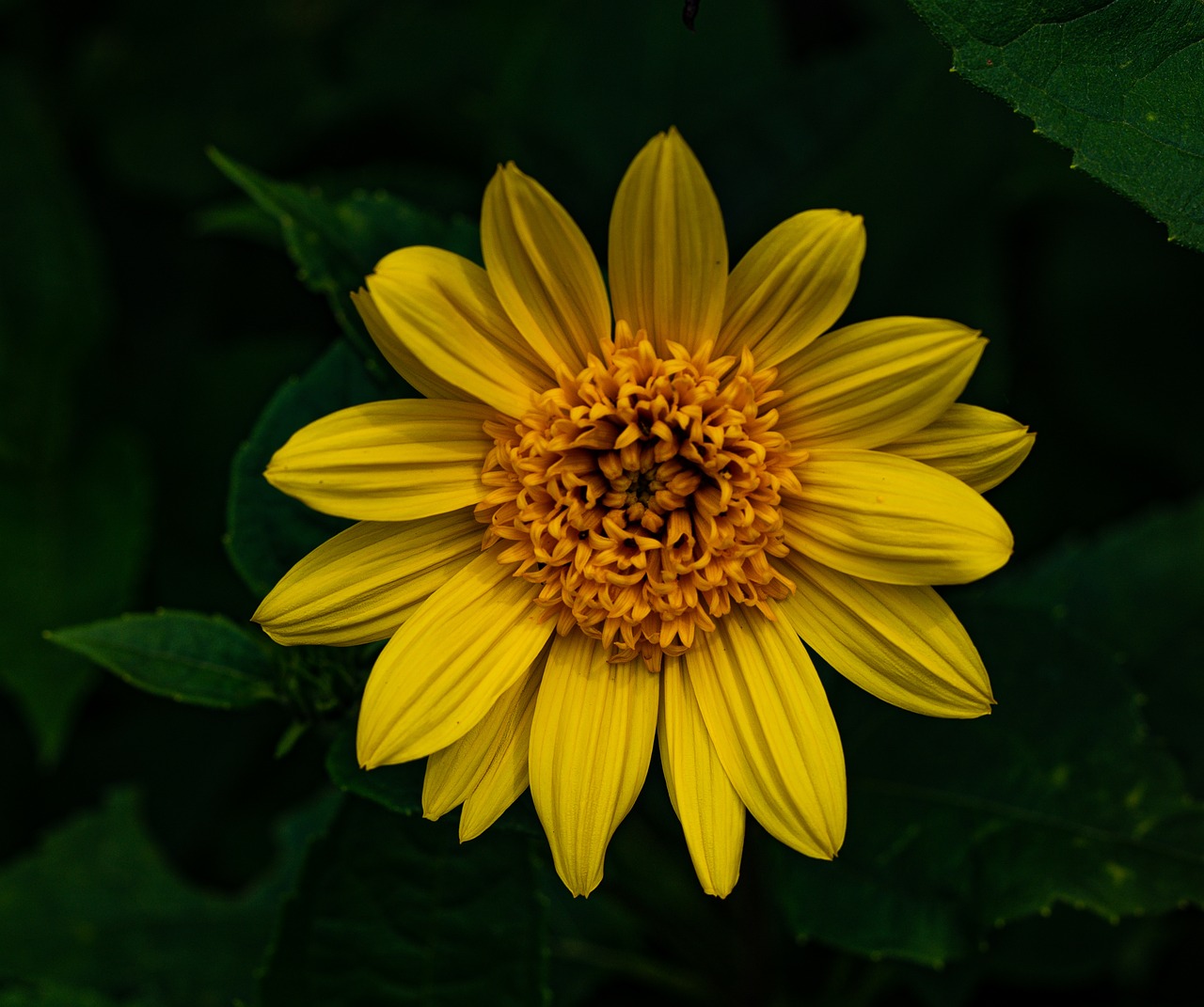 Fleur Jaune Bloom - Photo gratuite sur Pixabay - Pixabay