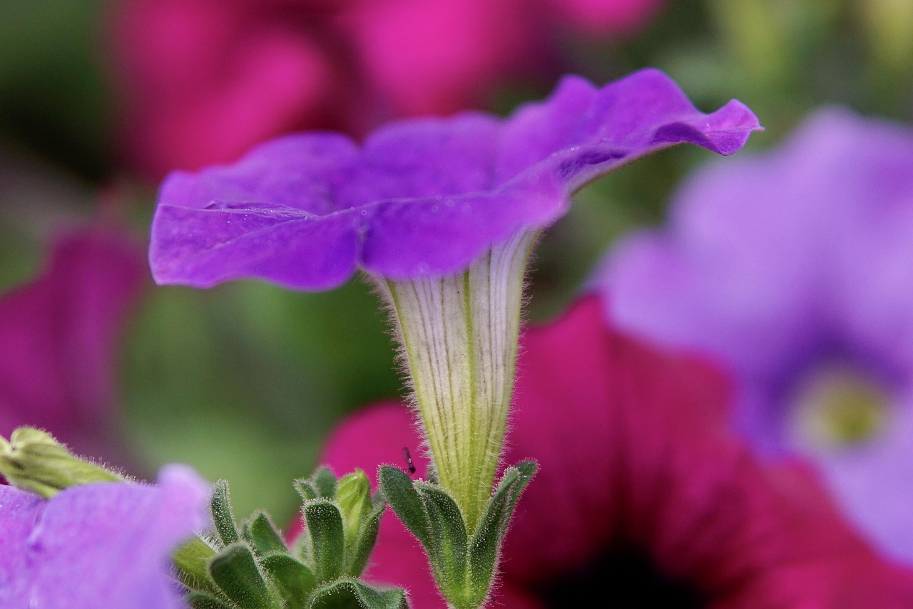 Petunia Close Up Blossom - Free photo on Pixabay - Pixabay