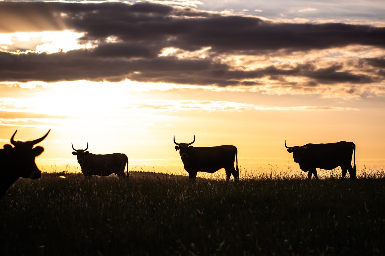 Taureau Animal Prairie - Photo gratuite sur Pixabay - Pixabay