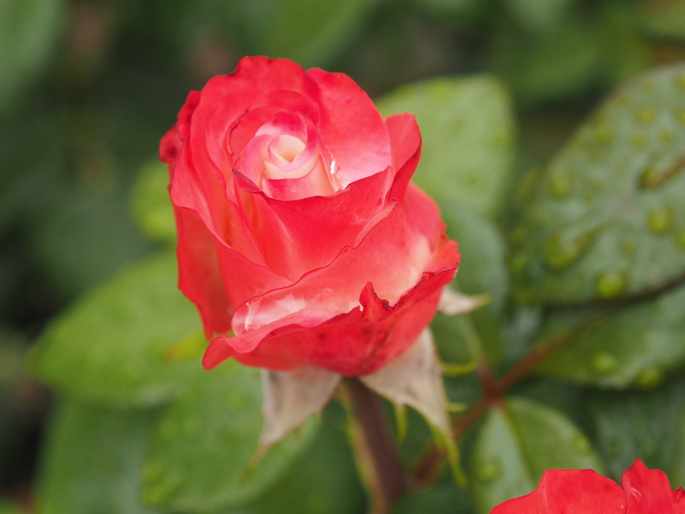 Rose Bourgeon Fleur - Photo gratuite sur Pixabay - Pixabay