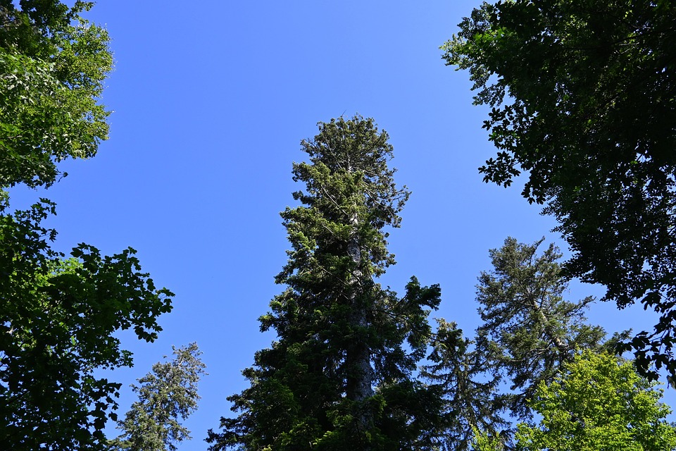 Forrest Trees Pine - Free photo on Pixabay - Pixabay