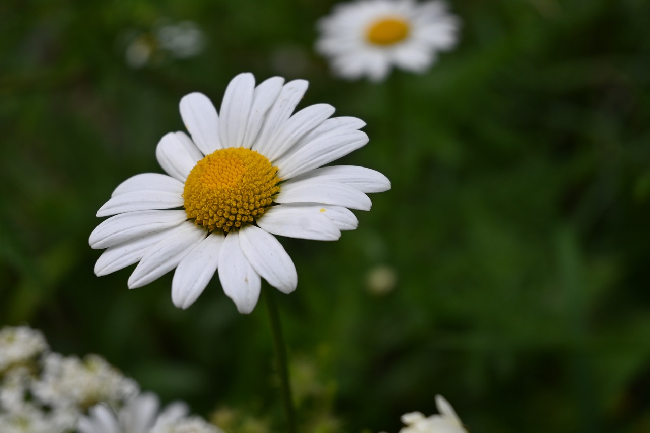 Sitemapcdatahttpscookniqoocom4 Images 1 Mot Fleur Blanche