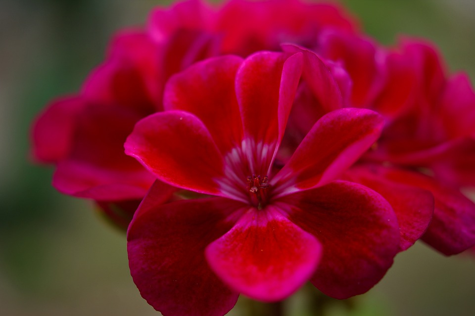 Flower Red Garden - Free photo on Pixabay