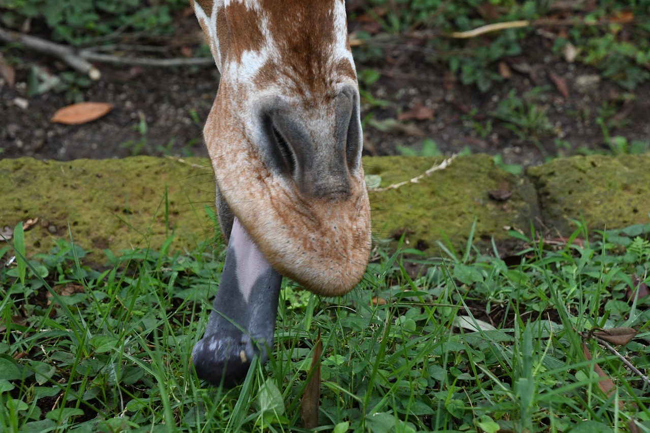 Giraffe Tong Eten Giraffe Steekt Zijn Tong Uit Stock Afbeelding