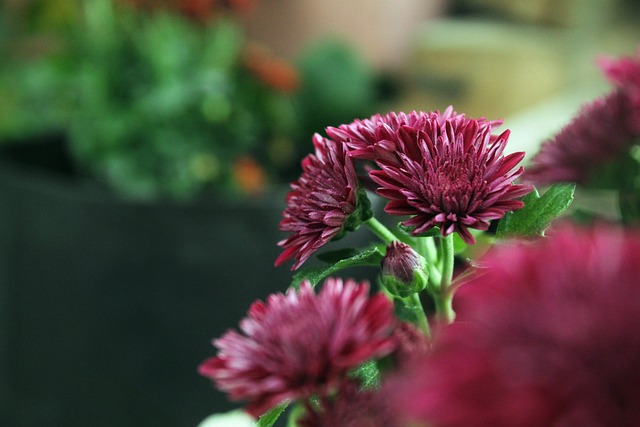 Chrysanthemum Flowers Blossom - Free photo on Pixabay