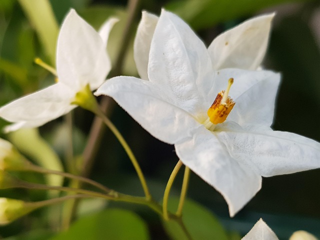 Flor Branco Verde - Foto gratuita no Pixabay - Pixabay