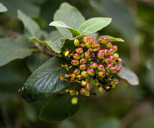 Bourgeon Vert Nature - Photo gratuite sur Pixabay - Pixabay