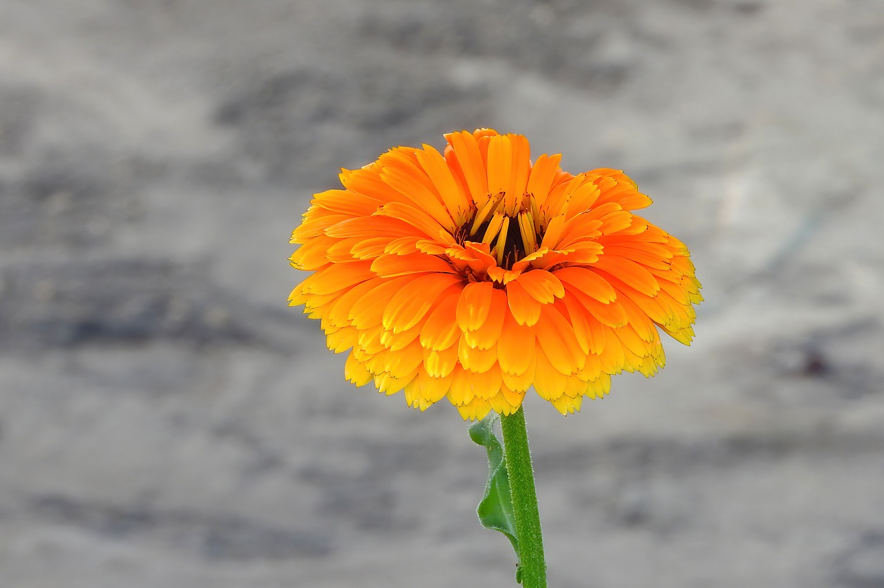 Bloem Flora Bloesem - Gratis foto op Pixabay - Pixabay
