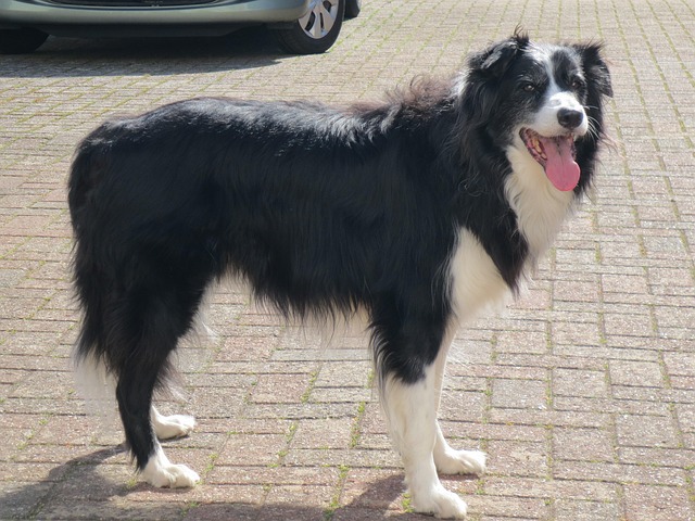 Border Collie Hund Haustier - Kostenloses Foto auf Pixabay - Pixabay