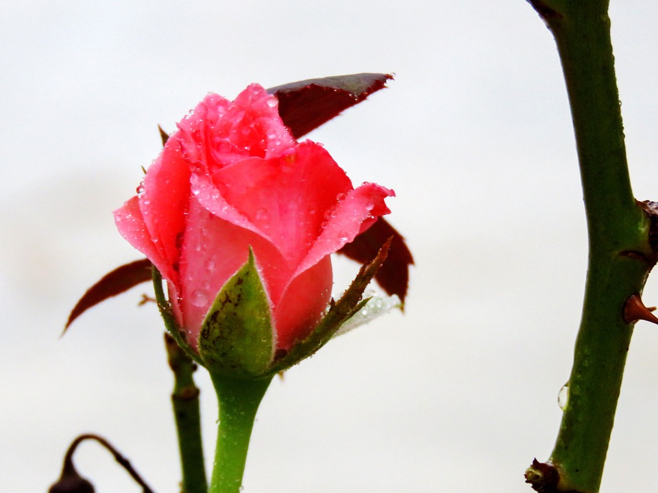 Rose Pétales Bourgeon - Photo gratuite sur Pixabay - Pixabay