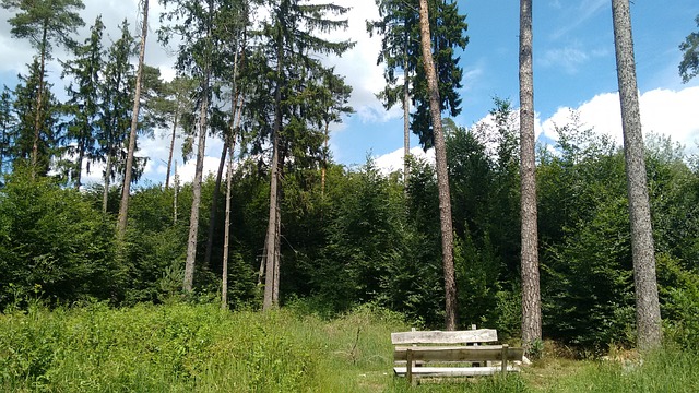 Parc Copaci Pădure - Fotografie gratuită pe Pixabay - Pixabay