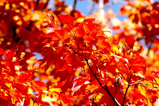 Frunze Toamnă Natura - Fotografie gratuită pe Pixabay - Pixabay