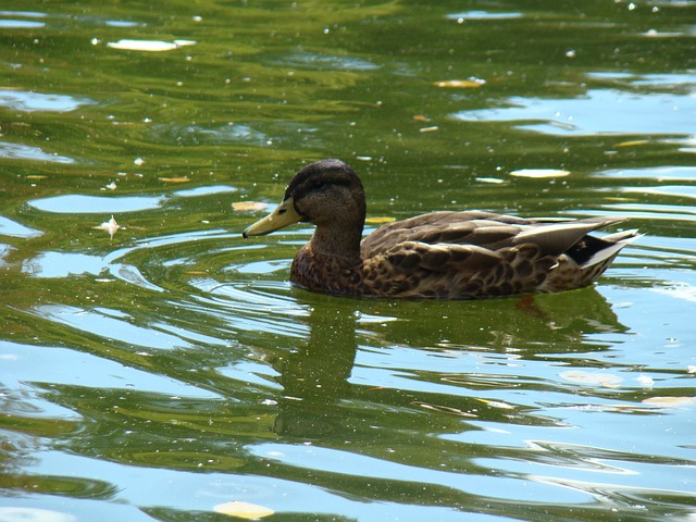 Moscow The Park Duck - Free photo on Pixabay - Pixabay