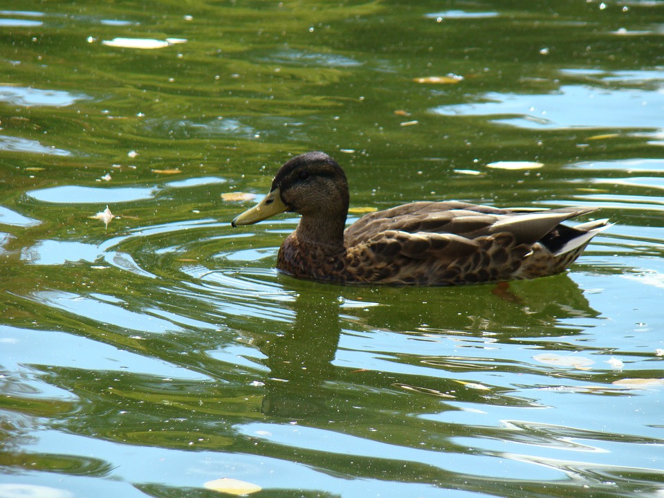 Moscow The Park Duck - Free photo on Pixabay - Pixabay