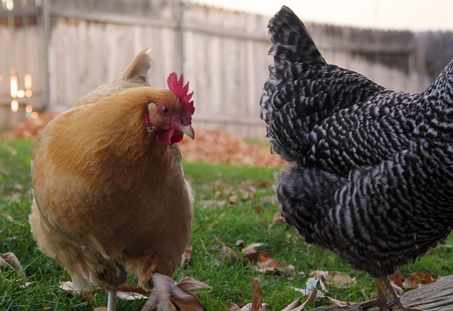 Frango Quintal Galinha - Foto gratuita no Pixabay - Pixabay