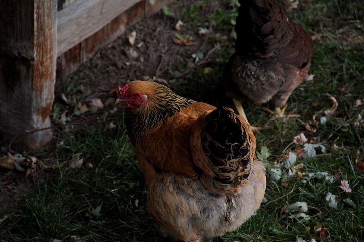 40+ Free Backyard Chickens & Backyard Images - Pixabay