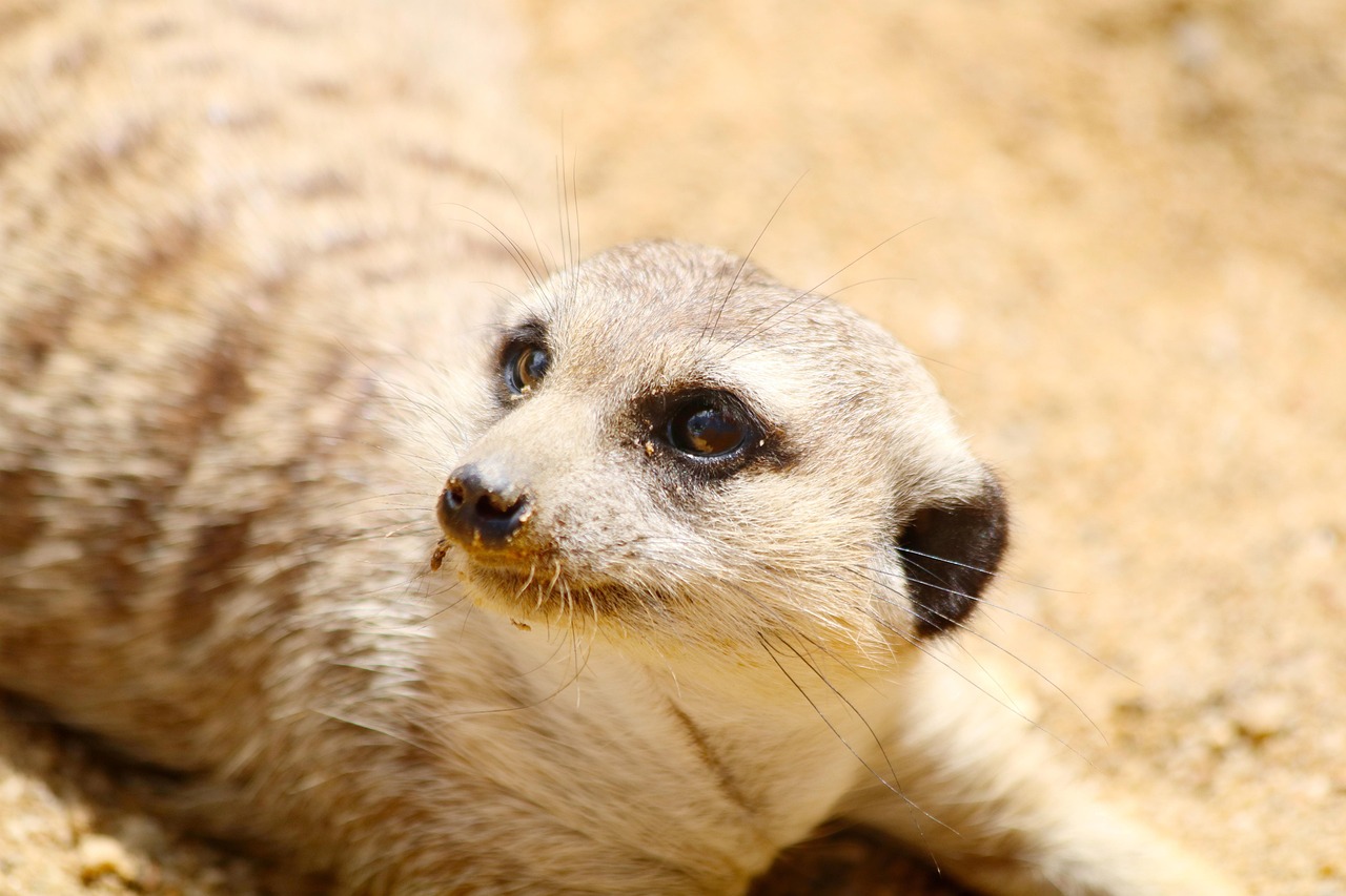 Meerkat Animal Jardim Zoológico - Foto gratuita no Pixabay - Pixabay