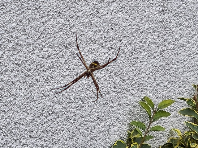 Spider The Garden - Free photo on Pixabay - Pixabay