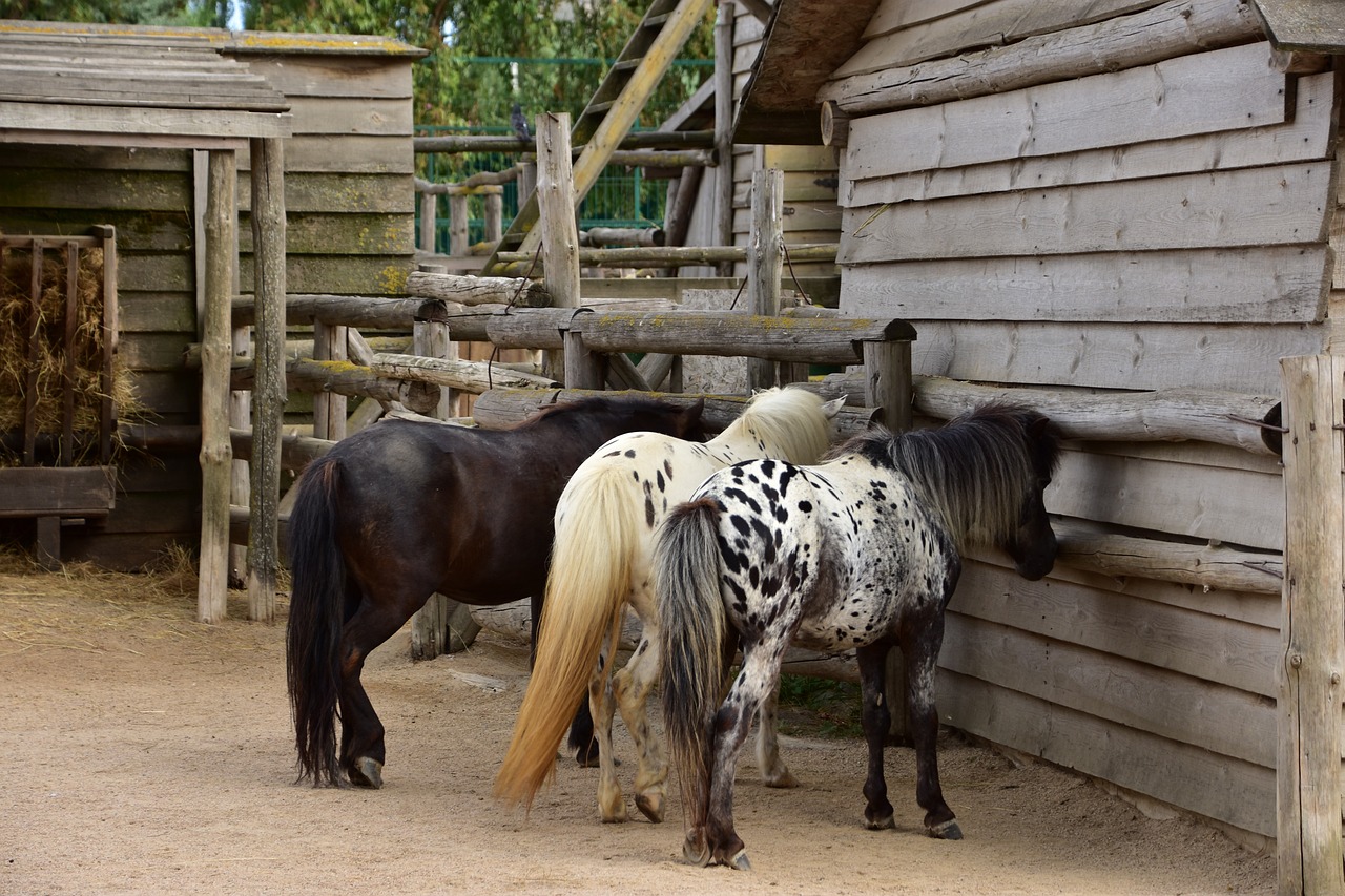 Caballo Granja - Foto gratis en Pixabay - Pixabay