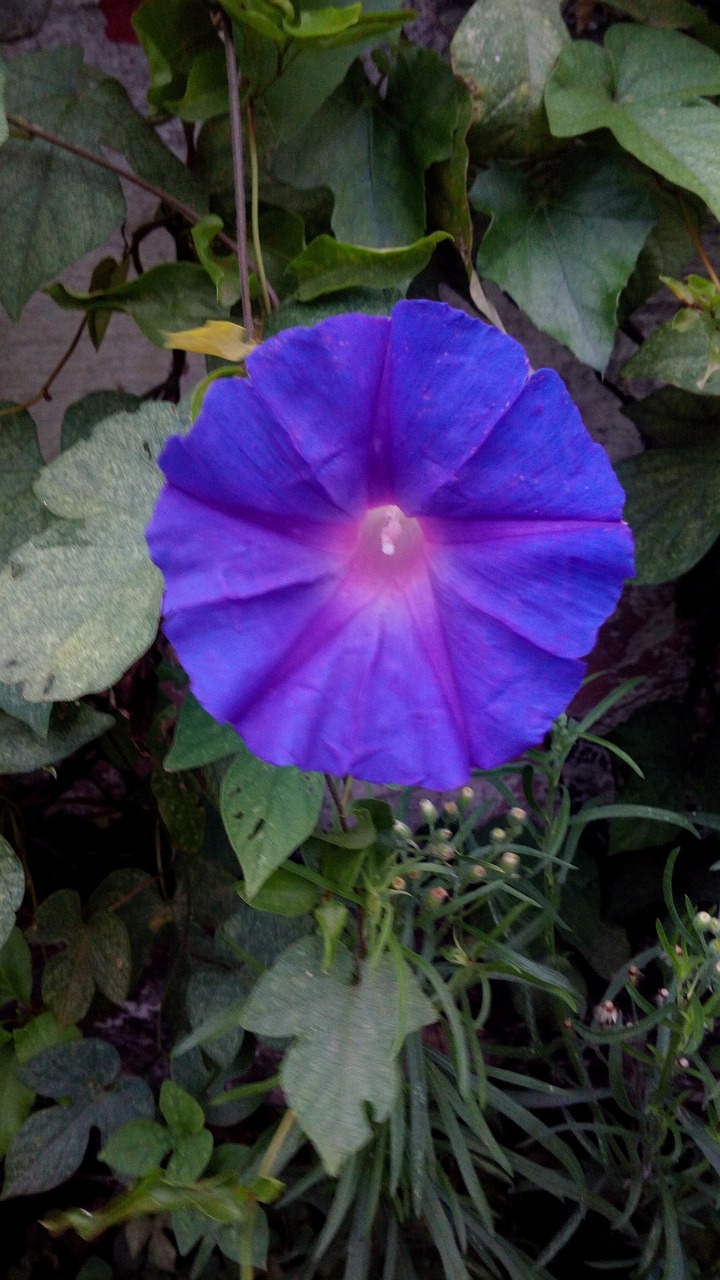 Fleur Cloche Plante - Photo gratuite sur Pixabay - Pixabay