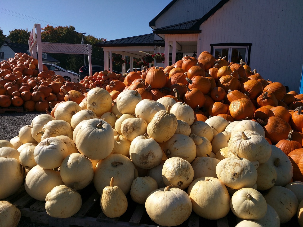 Pumpkins Fall Thanksgiving - Free photo on Pixabay - Pixabay