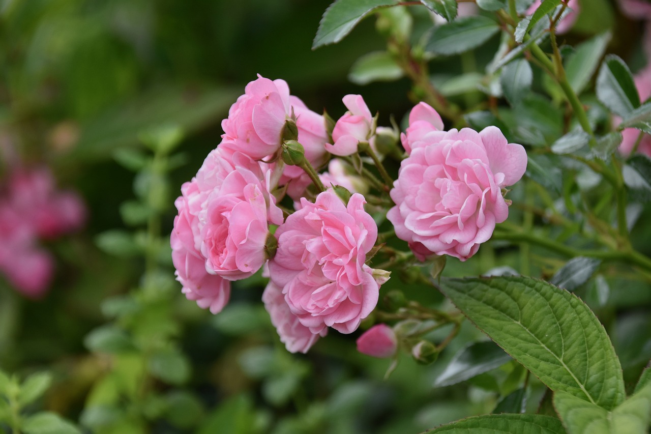 Flower Rose Free Photo On Pixabay Pixabay flower-rose-free-photo-on-pixabay-pixabay
