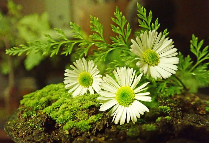 400+ Free Moss Flowers & Moss Images - Pixabay