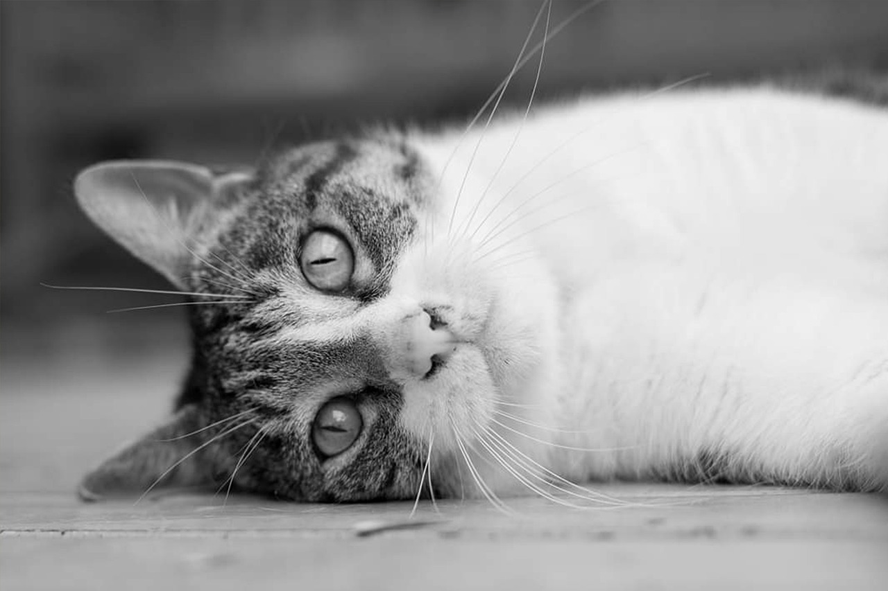 Gato Mascota Felino - Foto gratis en Pixabay