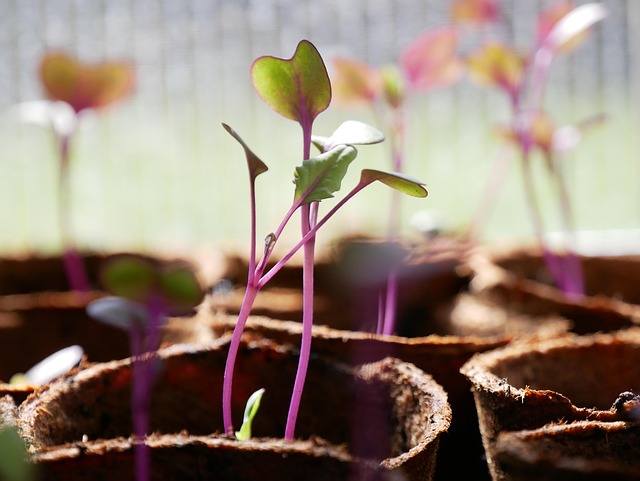 Tanaman Bibit Tumbuh - Foto gratis di Pixabay - Pixabay