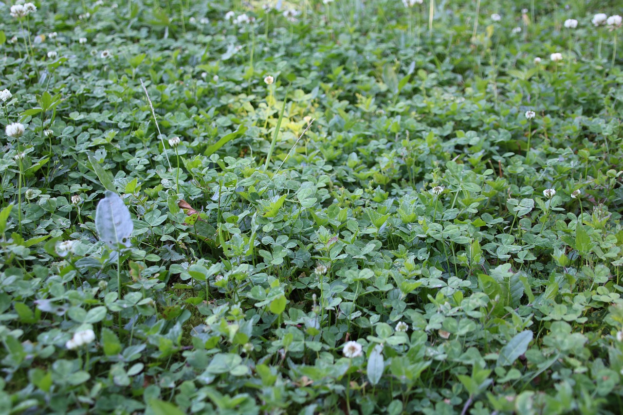 Green Garden Plants - Free photo on Pixabay