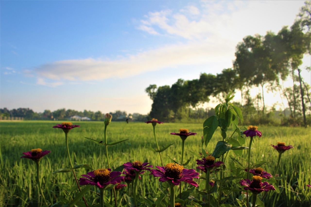 Pagi Matahari Terbit Alam - Foto gratis di Pixabay - Pixabay