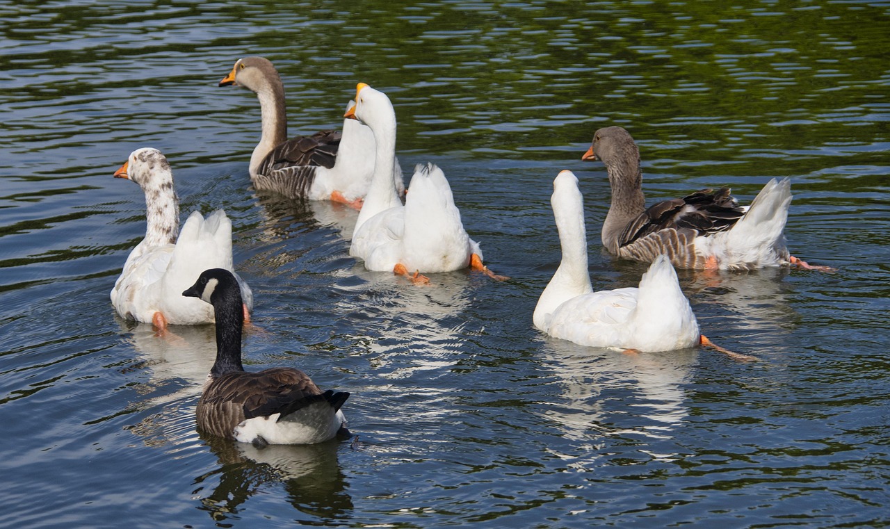 Oies Oie Des Oiseaux La - Photo gratuite sur Pixabay - Pixabay